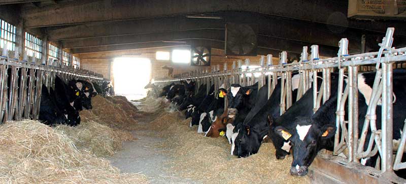 Allevamento di bovini: come avviarlo?