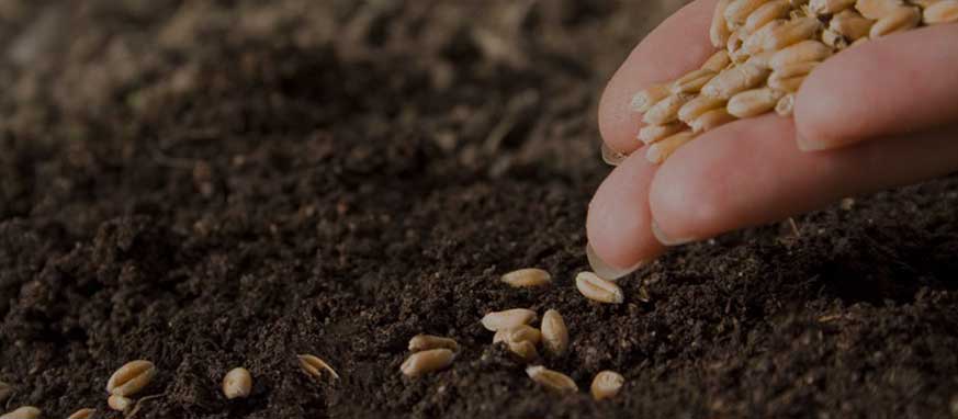 Calendario delle semine | Noi Siamo Agricoltura