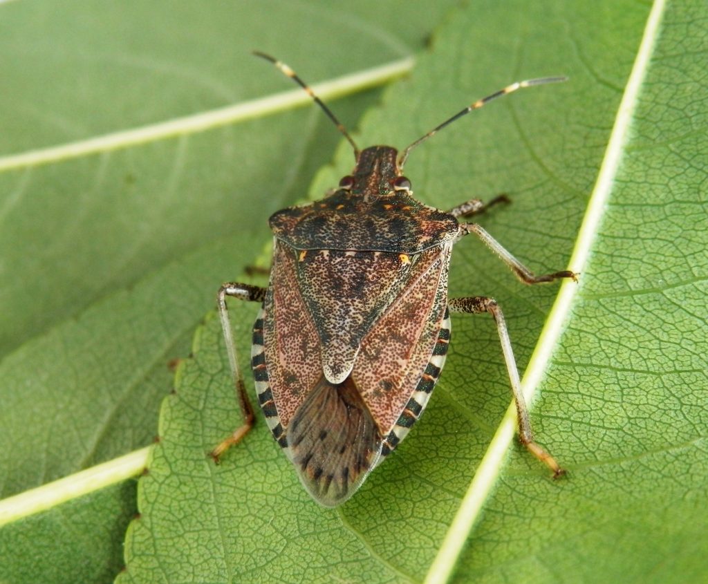 La misteriosa cimice asiatica: scopriamola insieme