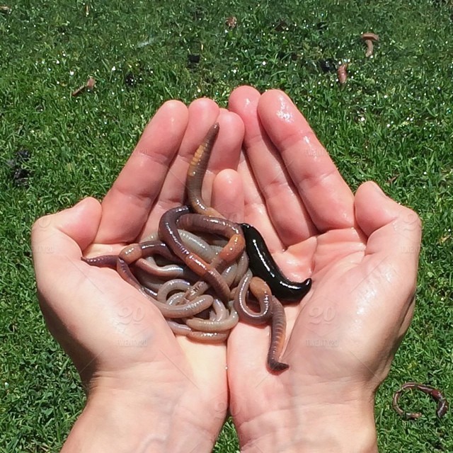 Come avviare un allevamento di lombrichi. Tutto ciò che c'è da sapere.