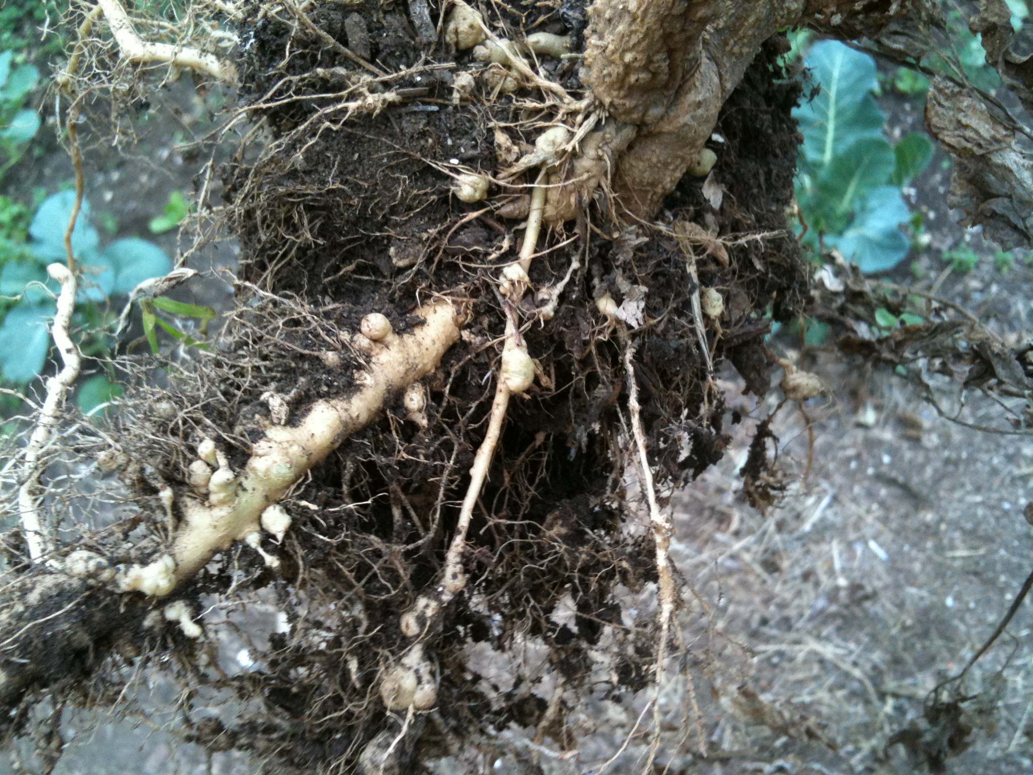 I Nematodi galligeni: cosa sono e come combatterli