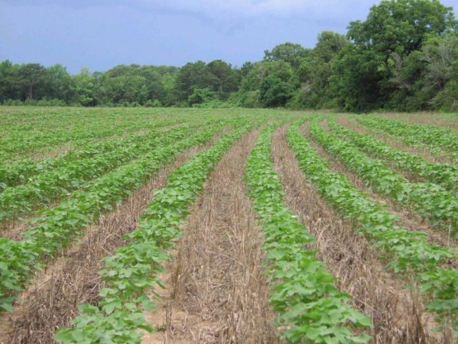 No tillage: la non lavorazione del terreno tramite la semina su sodo