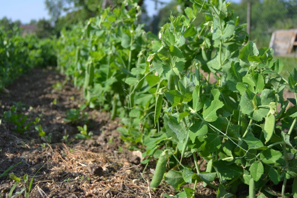 Come coltivare i piselli: tutto ciò che serve dalla semina alla raccolta