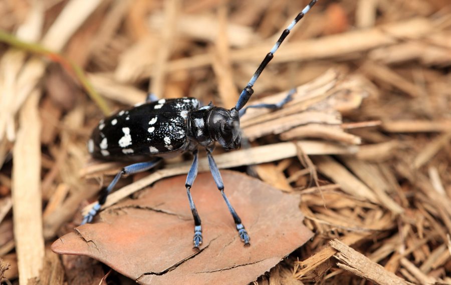 Tarlo asiatico: infestazione in atto, come intervenire?