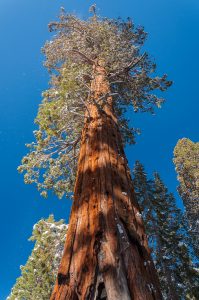 Albero più alto del mondo: vi presentiamo Hyperion