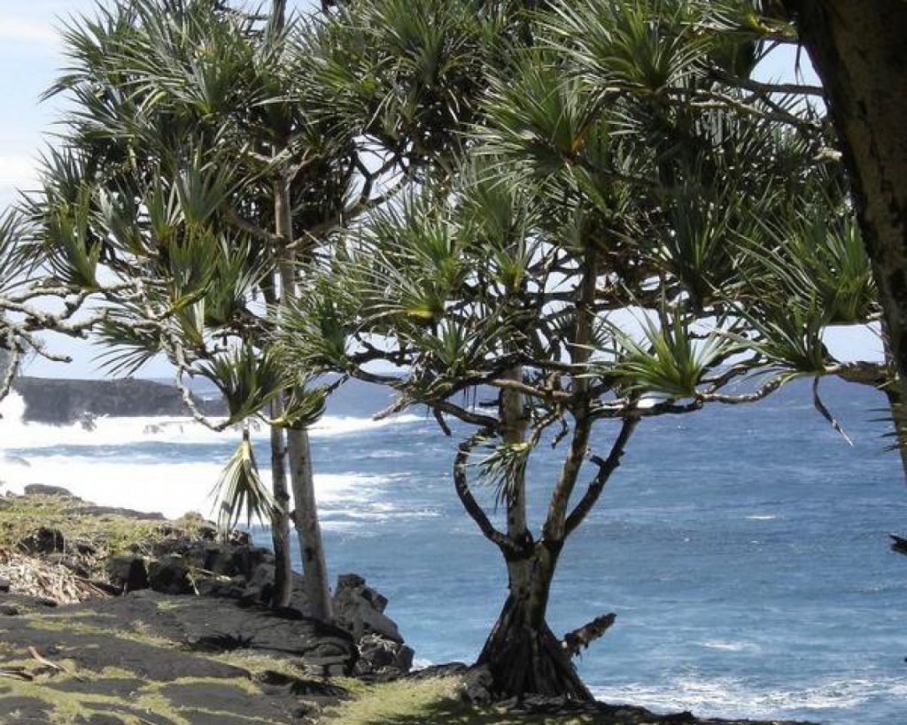 Pandanus Candelabrum, la pianta africana che cresce sopra i diamanti