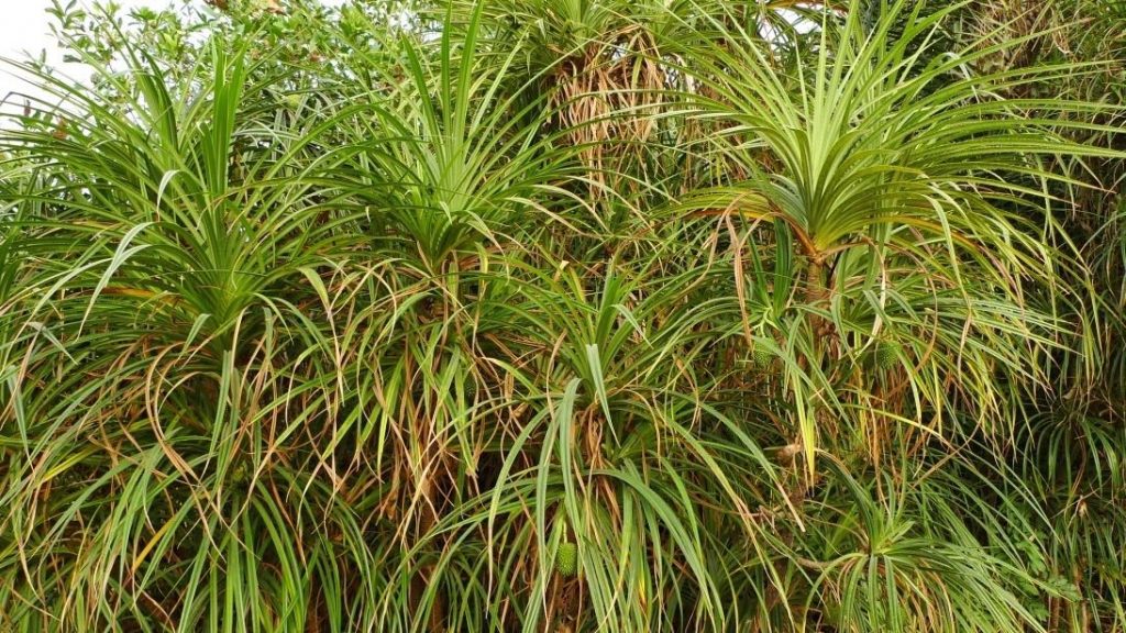 Pandanus Candelabrum, la pianta africana che cresce sopra i diamanti