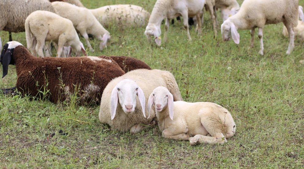 Razze ovine: le pecore migliori d’Italia, per qualità e quantità di ...