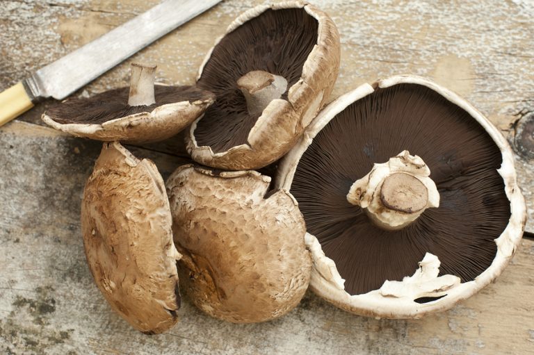 Come coltivare funghi: 5 passi per avere un’ottima produzione