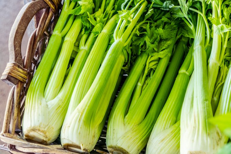 Come coltivare il sedano: tutti i segreti per un’ottima produzione