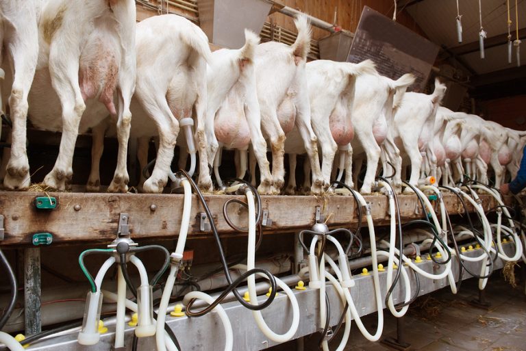 La capra Saanen quanto latte produce: una razza tutta da scoprire