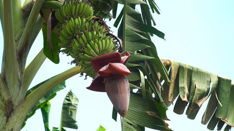 Come coltivare la banana: piantare il banano e ottenerne dei buoni frutti