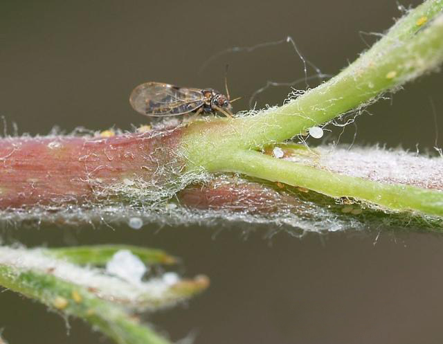 Malattie del pero: quali sono e come intervenire nel modo migliore