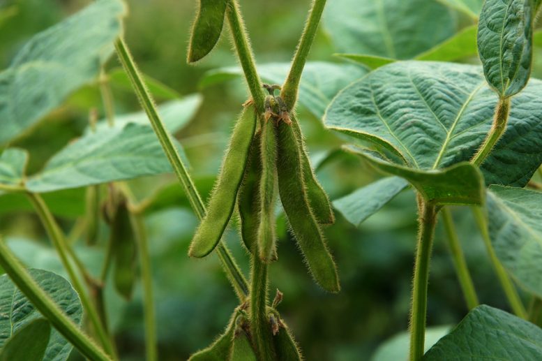 Come coltivare la soia: tutti i passi da seguire per un'ottima produzione