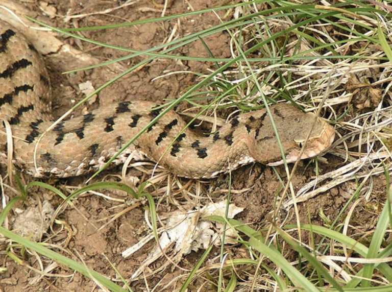 Vipera italiana: come riconoscerla e cosa fare se ci morde