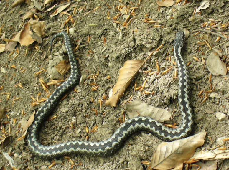 Vipera italiana: come riconoscerla e cosa fare se ci morde