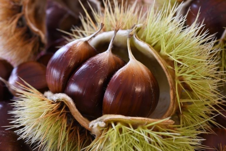 Come coltivare il castagno: poche regole per ottenere buonissime castagne