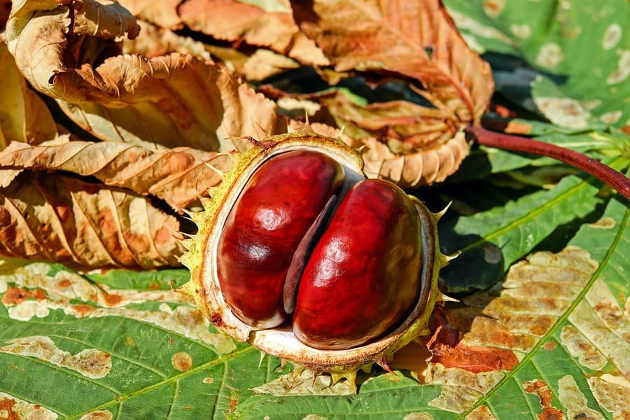 Come coltivare il castagno: poche regole per ottenere buonissime castagne