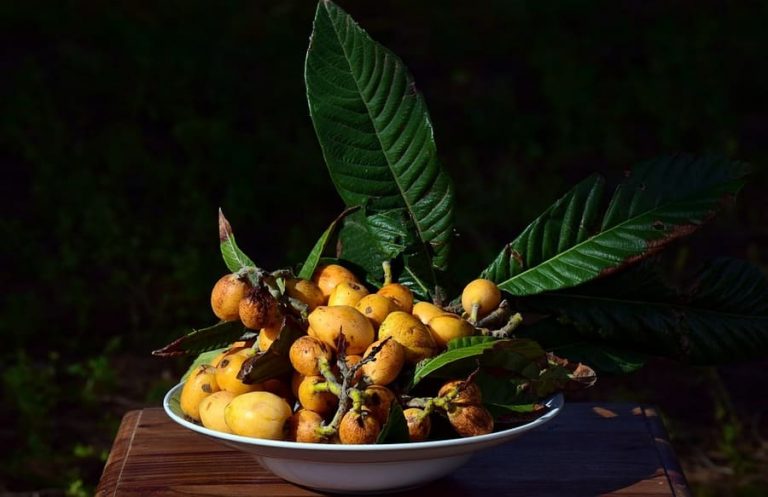 Potatura nespolo: come potare l'albero di nespole