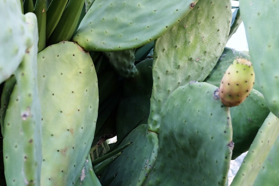 Come coltivare il fico d'India: dalle origini alle proprietà benefiche