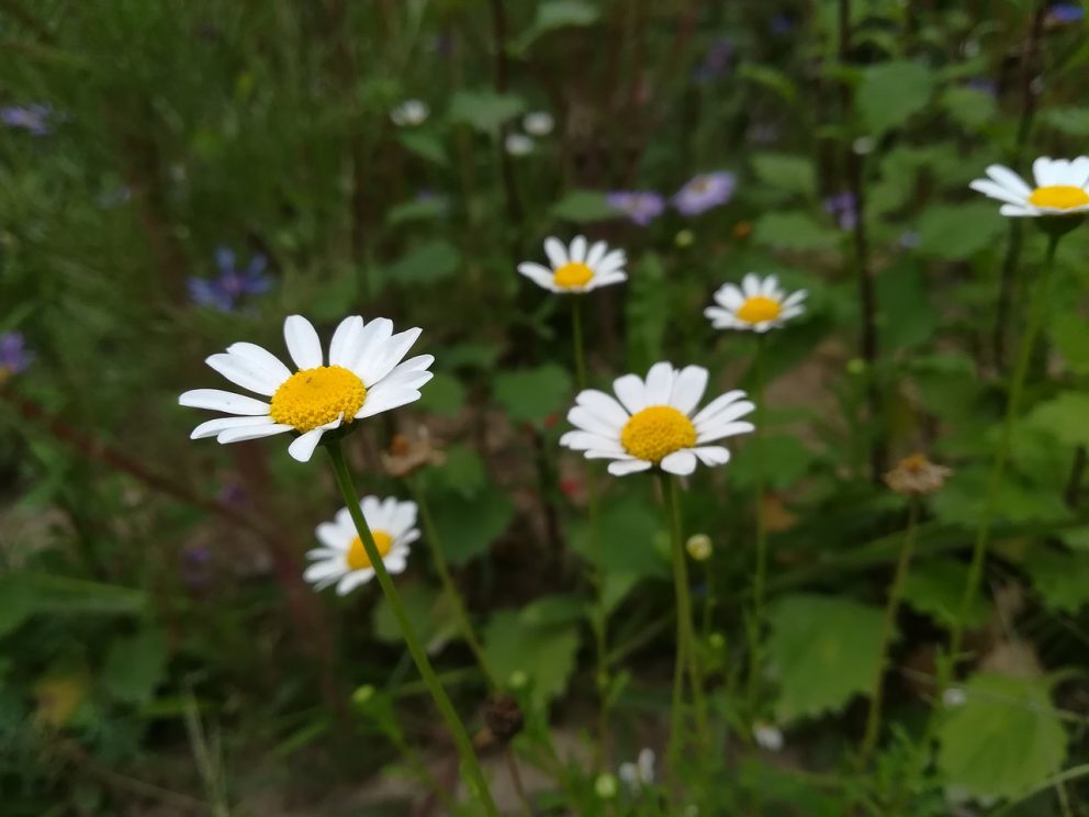 Il piretro: vi spieghiamo tutto su questo insetticida naturale