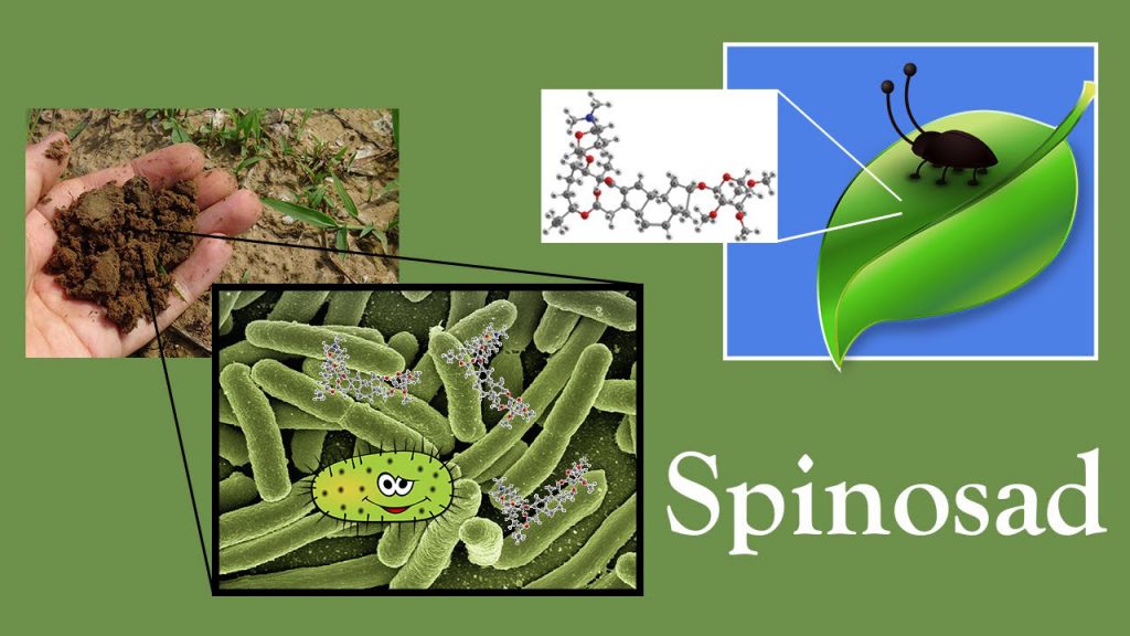 Spinosad: funziona davvero? Ecco quando e come usarlo