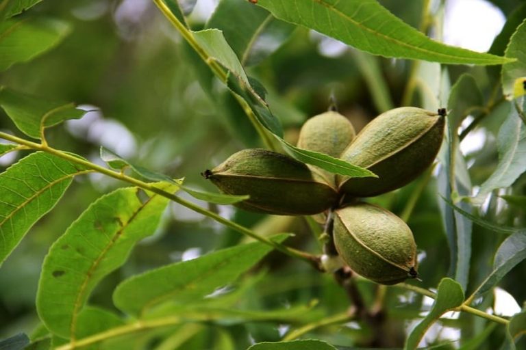 Noci pecan: coltivazione e cura degli alberi di noci americane