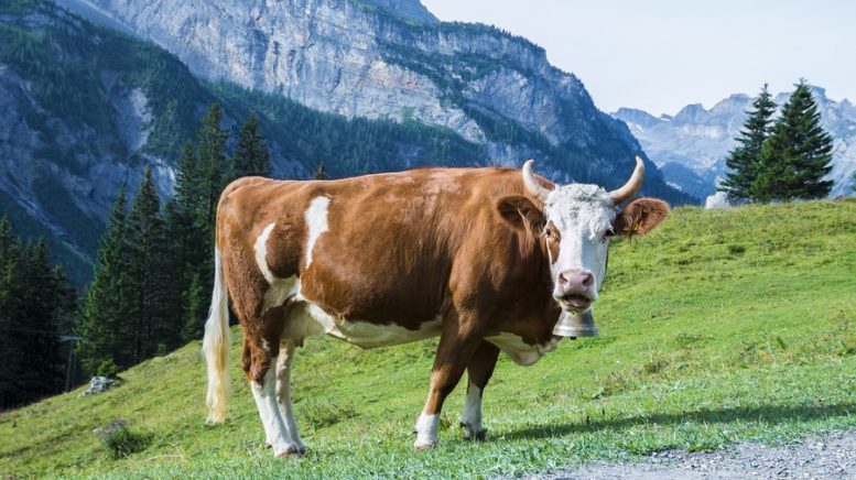 Referendum Svizzera: tagliare corna a vacche e capre?