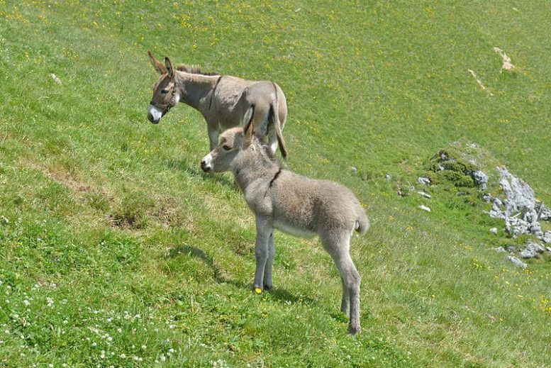 Allevamento asini: tutto quello che c'è da sapere