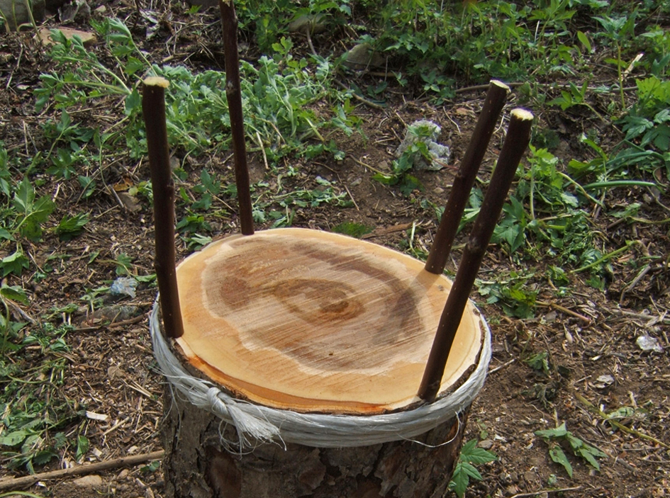 L’innesto a corona: tutto quello che devi sapere per realizzarlo