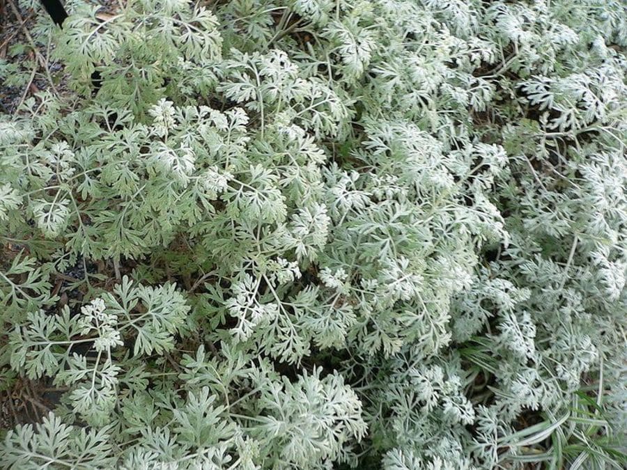 Artemisia absinthium: come coltivare la pianta dell'assenzio