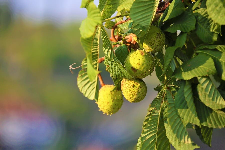Potatura castagno: tecniche e segreti