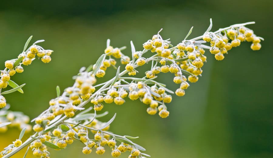 Artemisia absinthium: come coltivare la pianta dell'assenzio