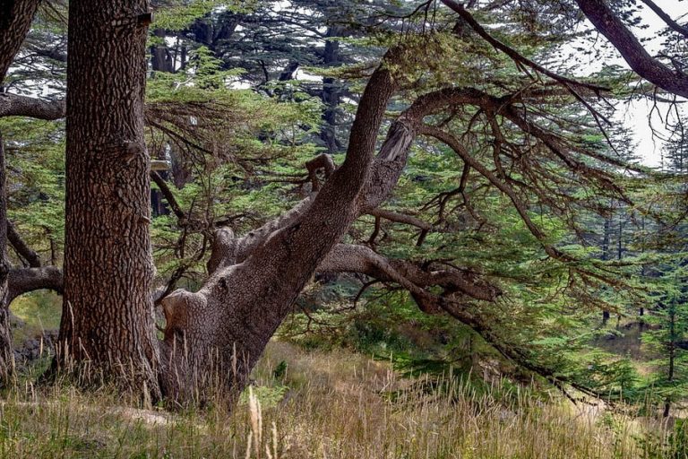 Cedro del Libano: coltivazione e cura