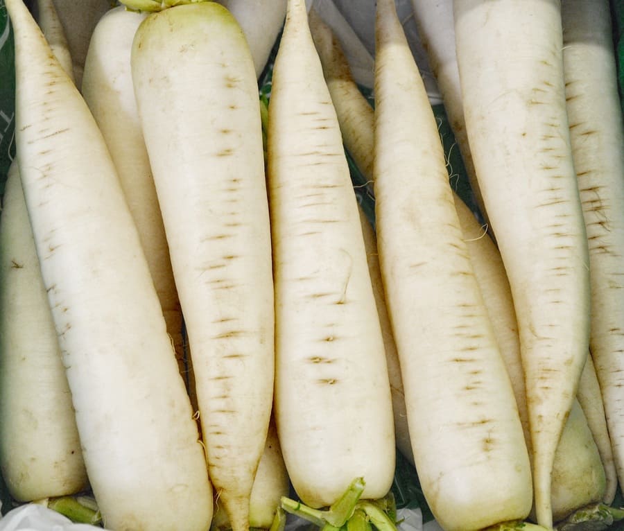Come coltivare il daikon in Italia