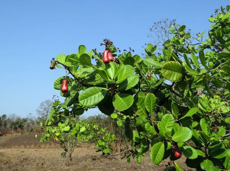 Come coltivare la pianta di anacardi