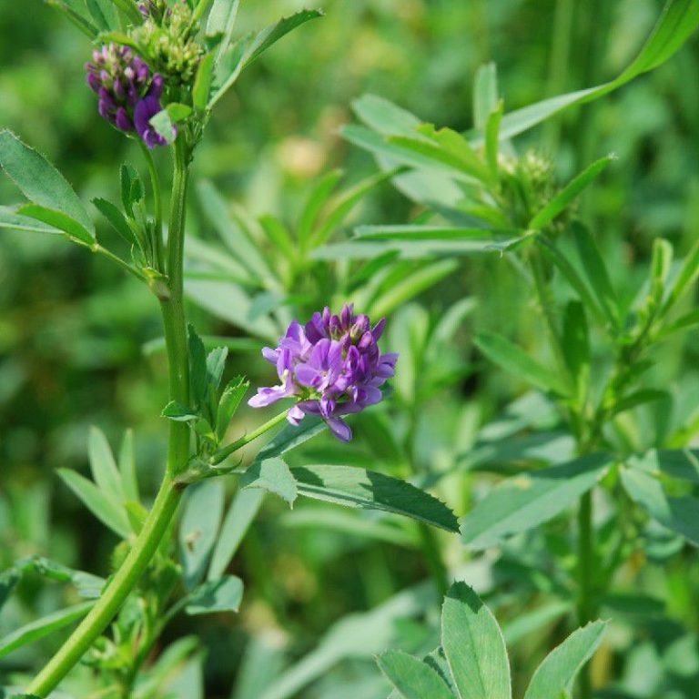 Coltivare l'erba medica: tecniche e consigli