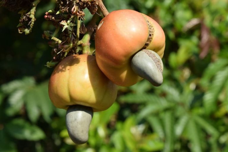 Come coltivare la pianta di anacardi