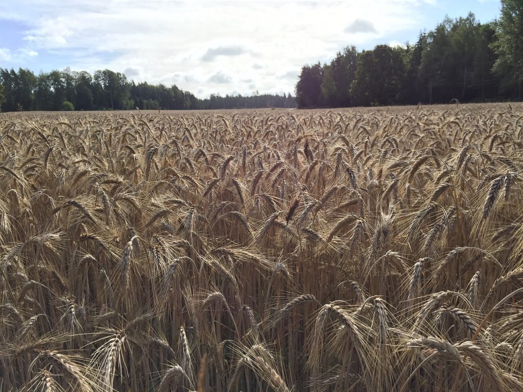 Triticale: coltivazione e proprietà di questo interessante cereale