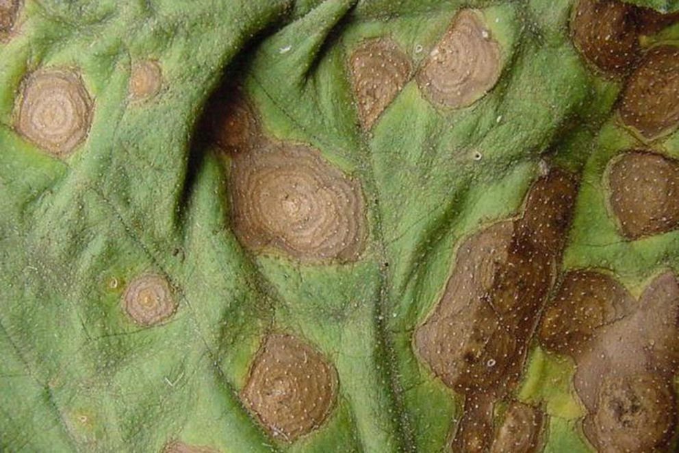 Alternaria alternata: cos’è e come combatterla