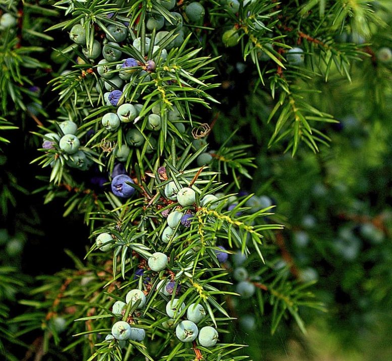 Come coltivare il ginepro in casa e in giardino