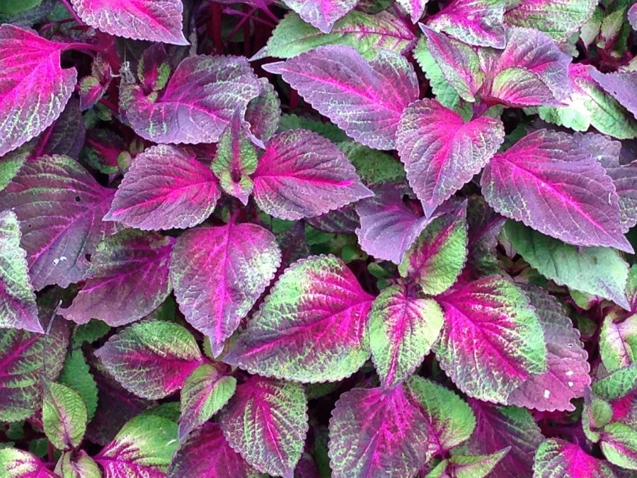 Come coltivare la perilla: tutto quello che bisogna sapere su questa ...