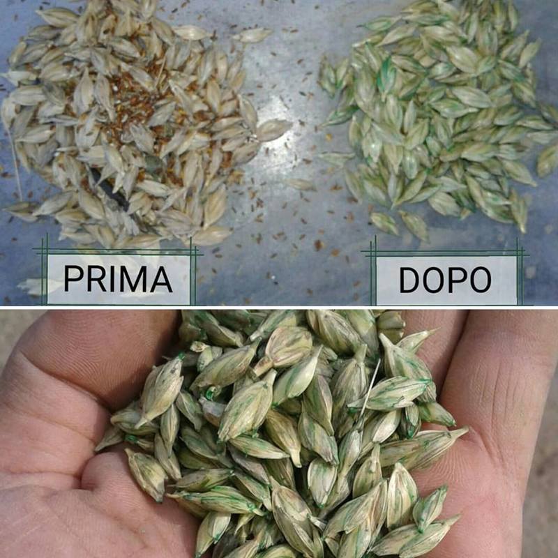 Concia delle sementi: come non perdere nemmeno un chicco per la risemina Concia delle sementi: come non perdere nemmeno un chicco per la risemina