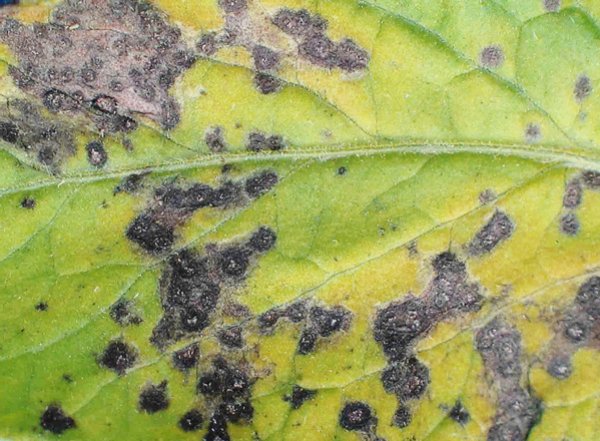 Septoria: cos’è, quali sono i danni, come curarli