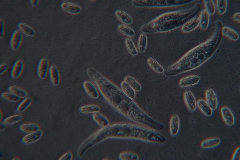 La fusariosi delle piante: cos'è, quali piante interessa e come difenderle