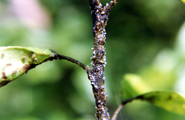 La psilla dell’acacia: cos’è e come trattarla
