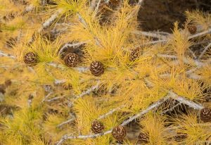 Quali sono le proprietà del larice? Scopriamole insieme