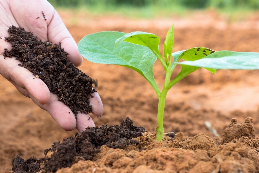 Come rendere un terreno fertile Come rendere un terreno fertile
