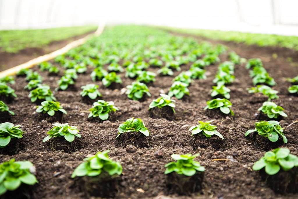 Agricoltura Biodinamica: cos’è e come funziona Agricoltura Biodinamica: cos’è e come funziona