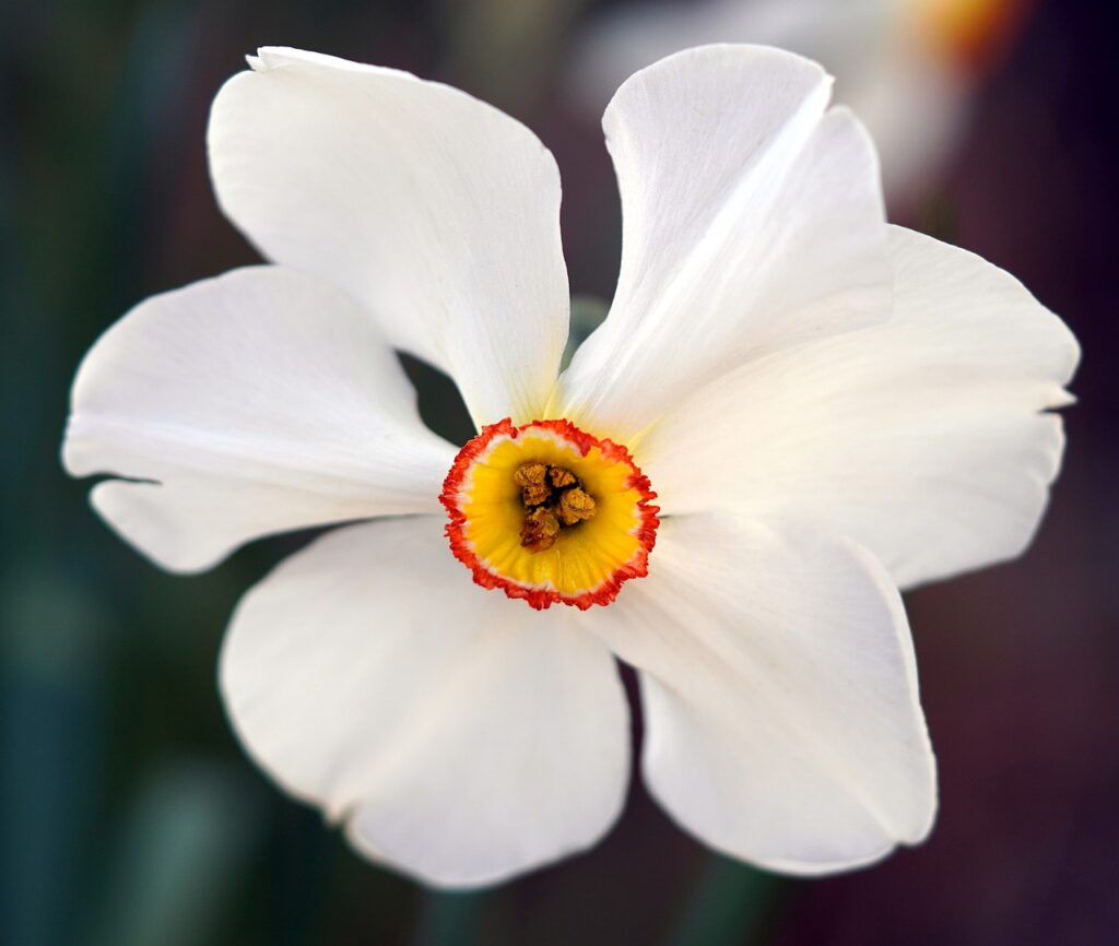 Fiore narciso: guida alla coltivazione